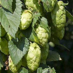 alle planten van kwekerij Bastin met een H