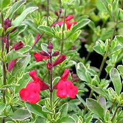 Salvia of salie soorten momenteel voorradig bij kwekerij Bastin